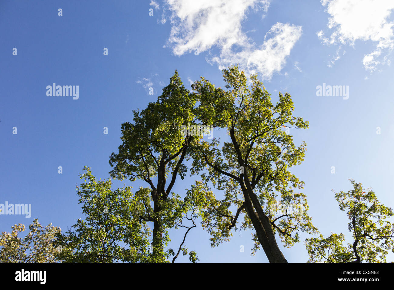 two oaks growing together against blue sky Stock Photo - Alamy