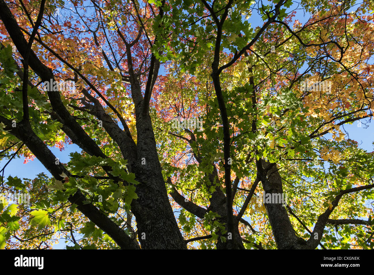 autumn maple tree below shot against blue sky Stock Photo - Alamy