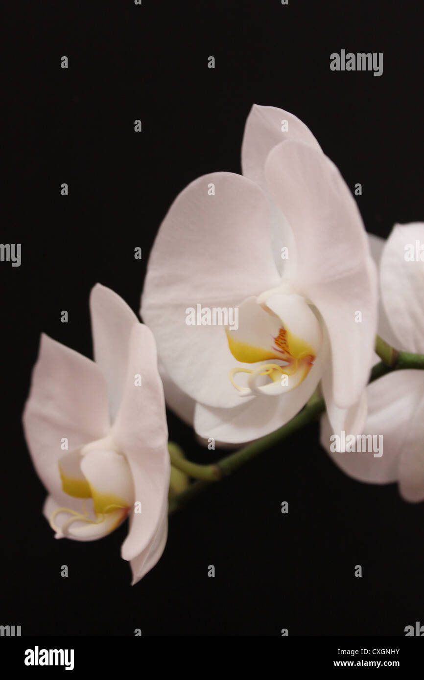 White orchids on black background Stock Photo - Alamy