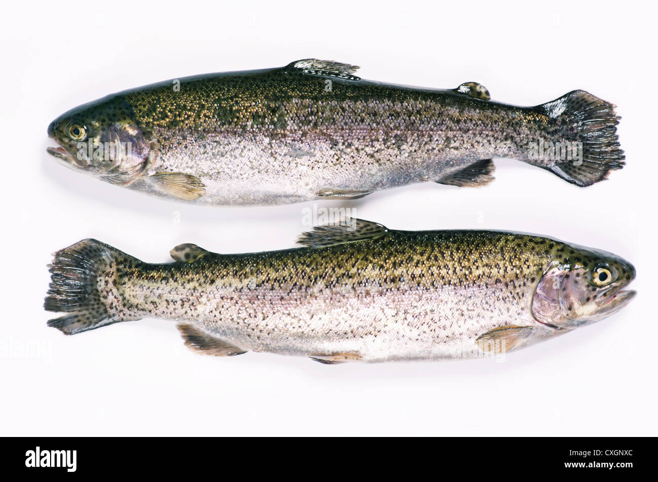 two trouts on a white background Stock Photo - Alamy