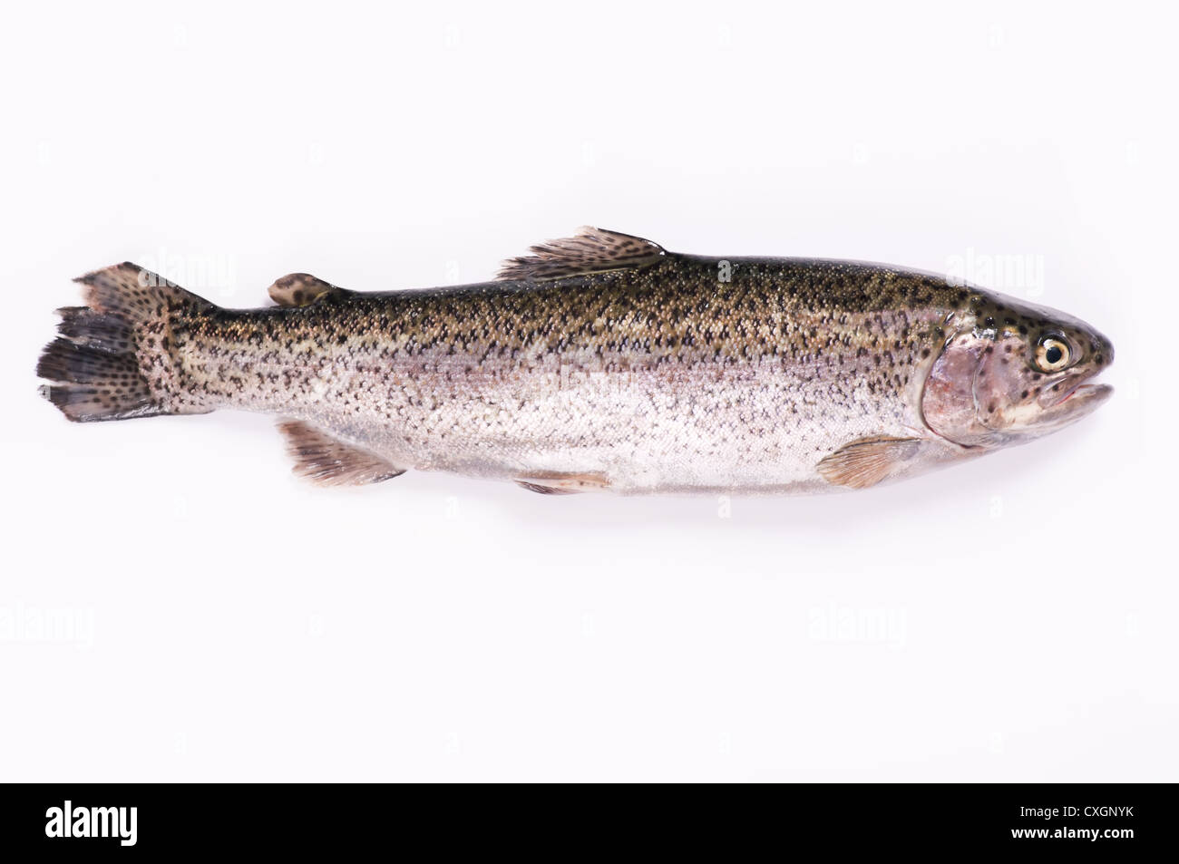 Rainbow trout hi-res stock photography and images - Alamy