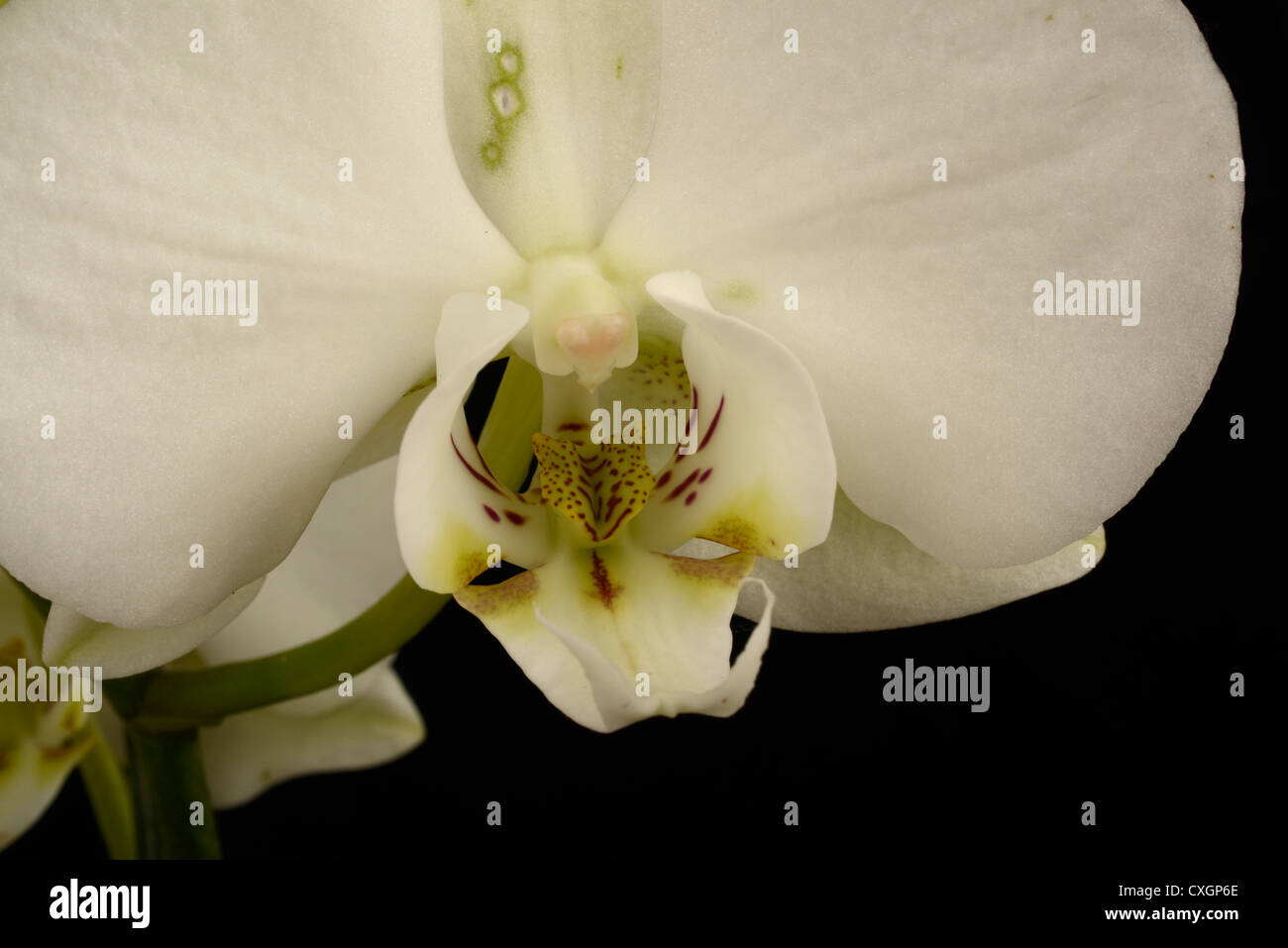 Orchidaceae orchid blossom horizontal hi-res stock photography and ...