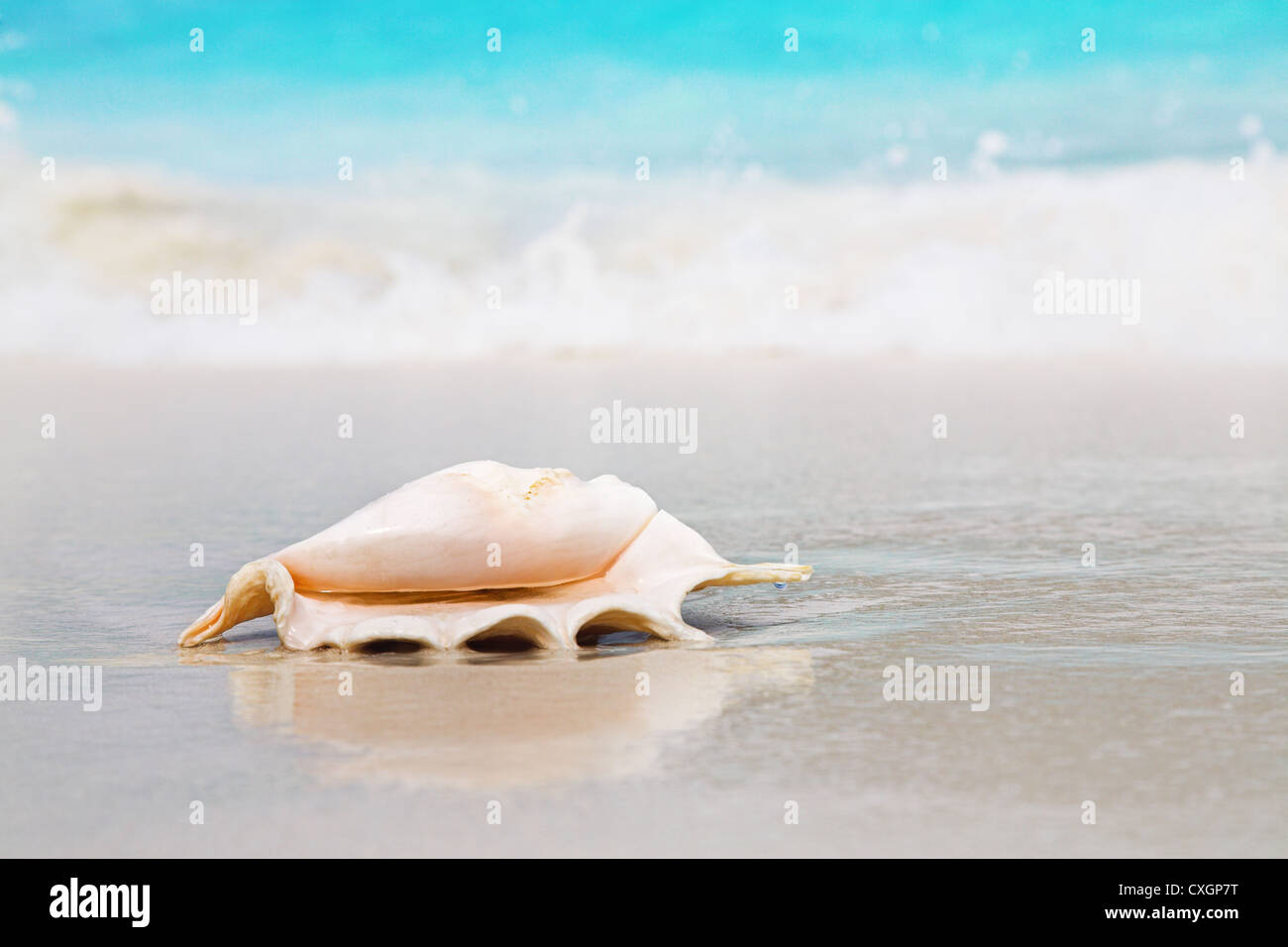 shell on beach Stock Photo - Alamy