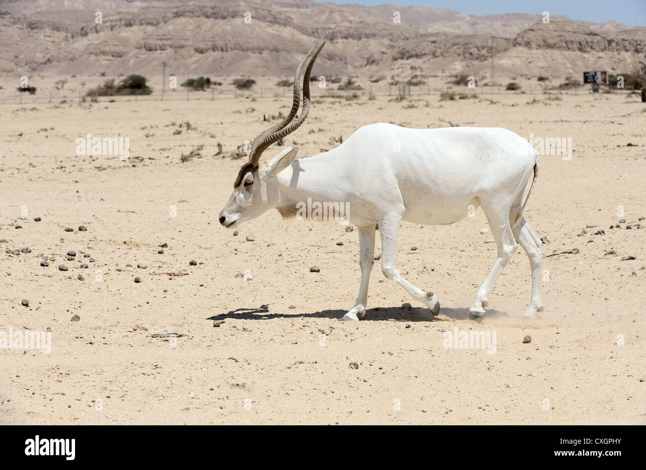 Screwhorn antelope in the reserve Hai-Bar Yotvata in southern Israel ...