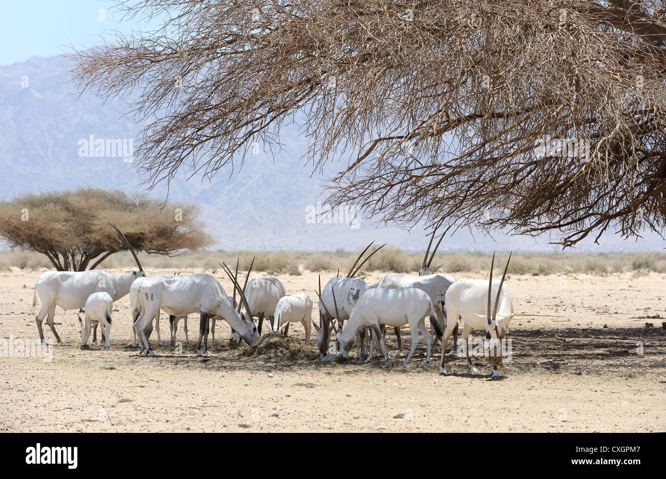 Oryx herd in the reserve Hai-Bar Yotvata in southern Israel Stock Photo ...