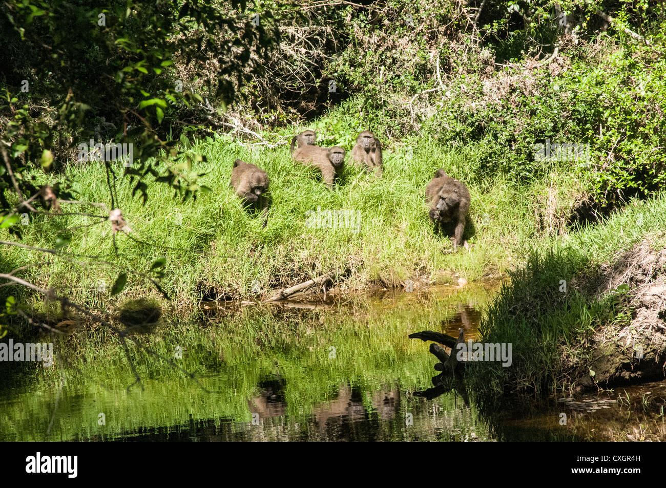 Valley of the baboons hi-res stock photography and images - Alamy