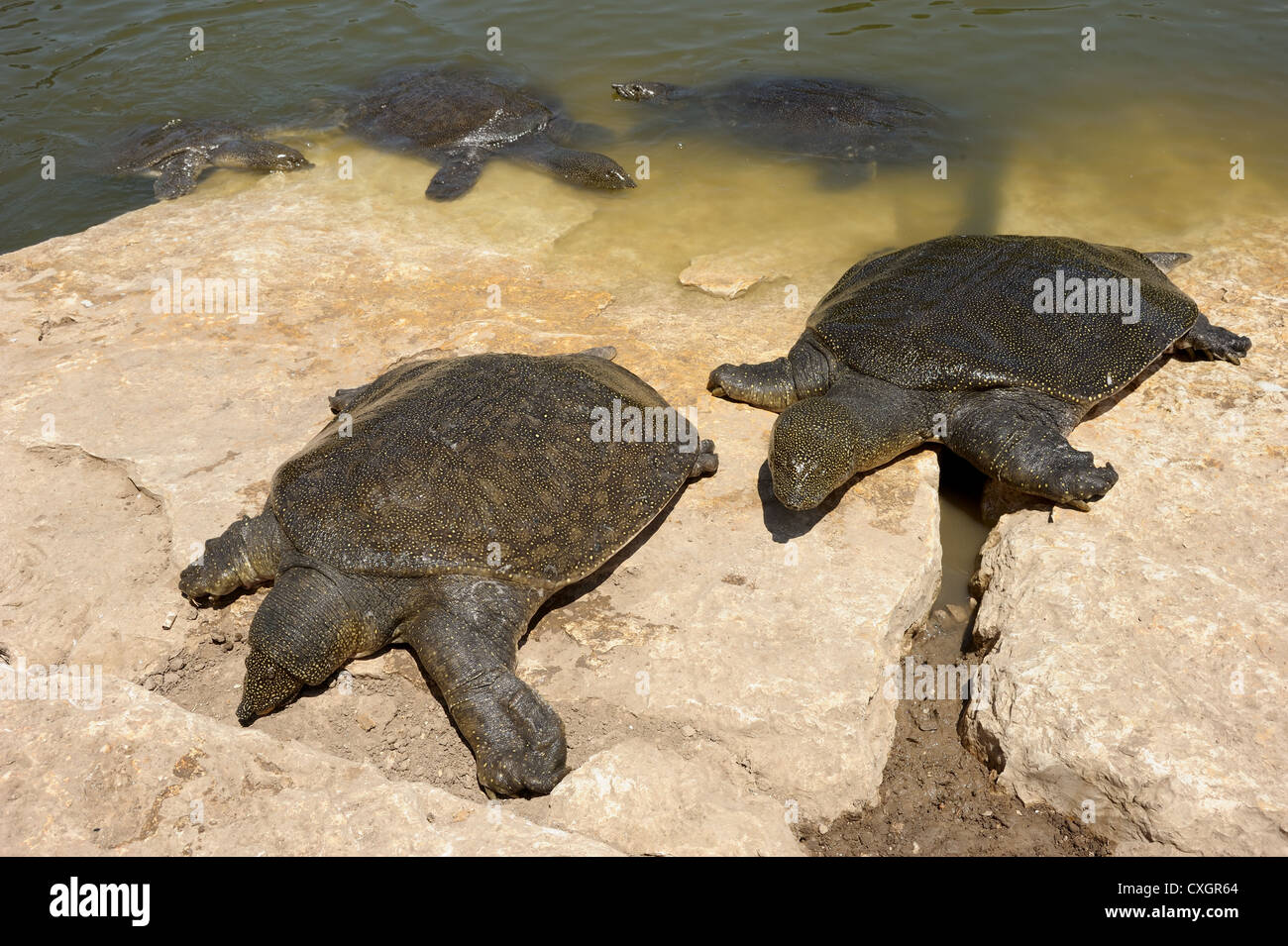 Nile Soft-shelled Turtle (Trionyx triunguis) in the river Alexander ...