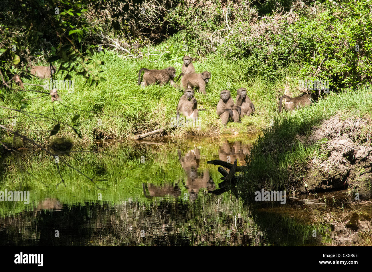 Valley of the baboons hi-res stock photography and images - Alamy