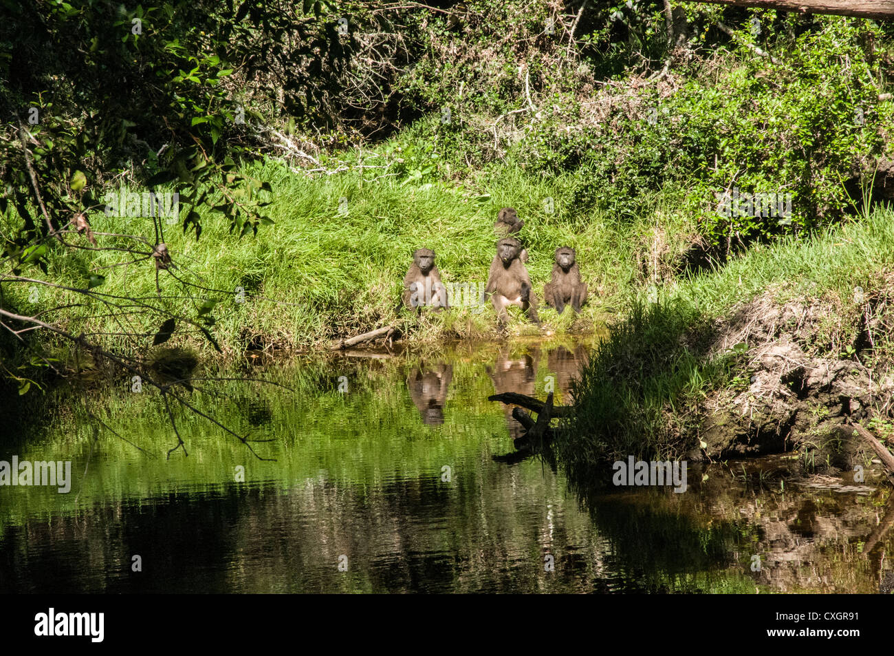 Valley of the baboons hi-res stock photography and images - Alamy