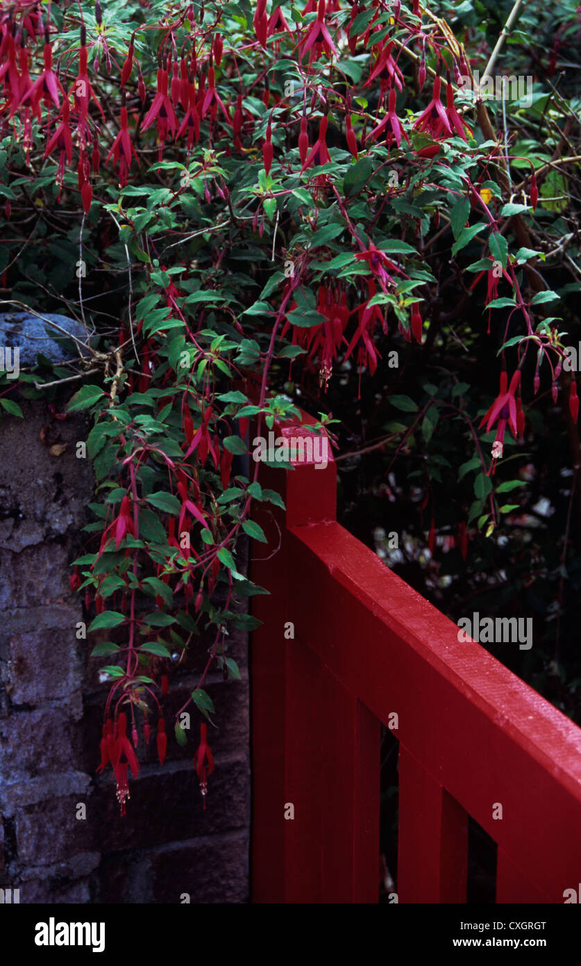 Detail of wooden garden gate painted red next to flowering Fuchsia bush ...