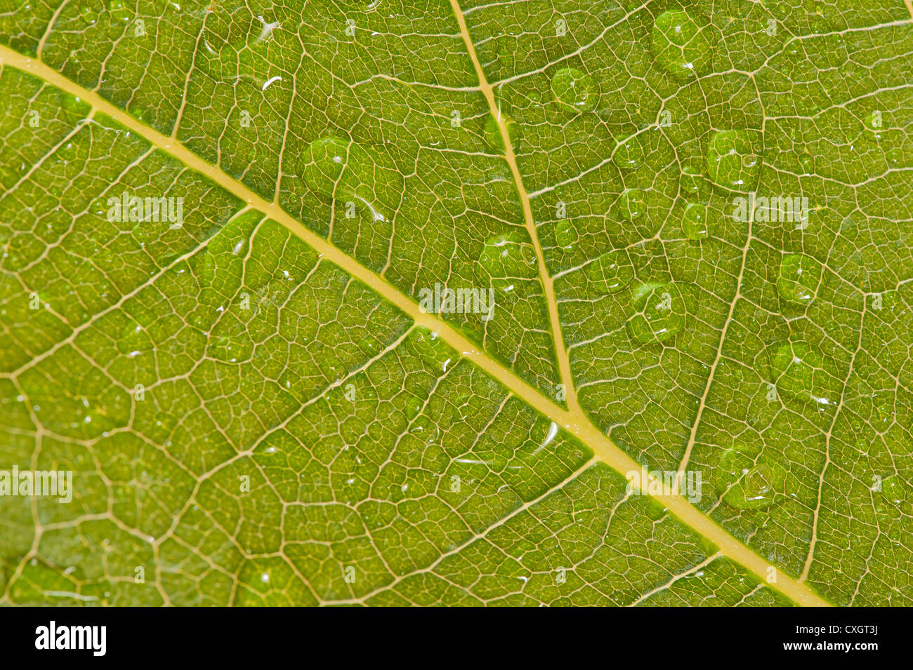 Guard cells leaf hi-res stock photography and images - Alamy