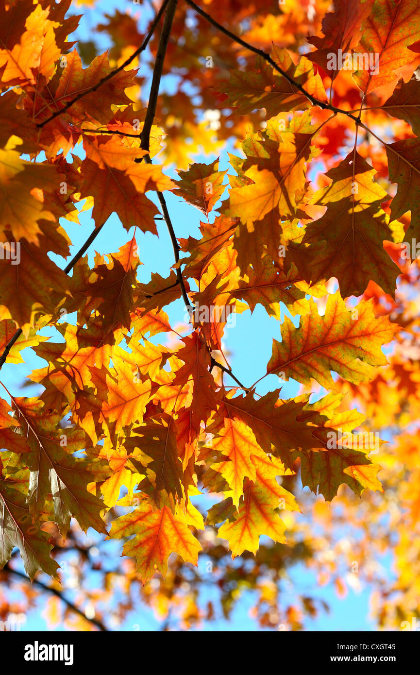 Yellow autumn oak leaves on trees in park Stock Photo - Alamy