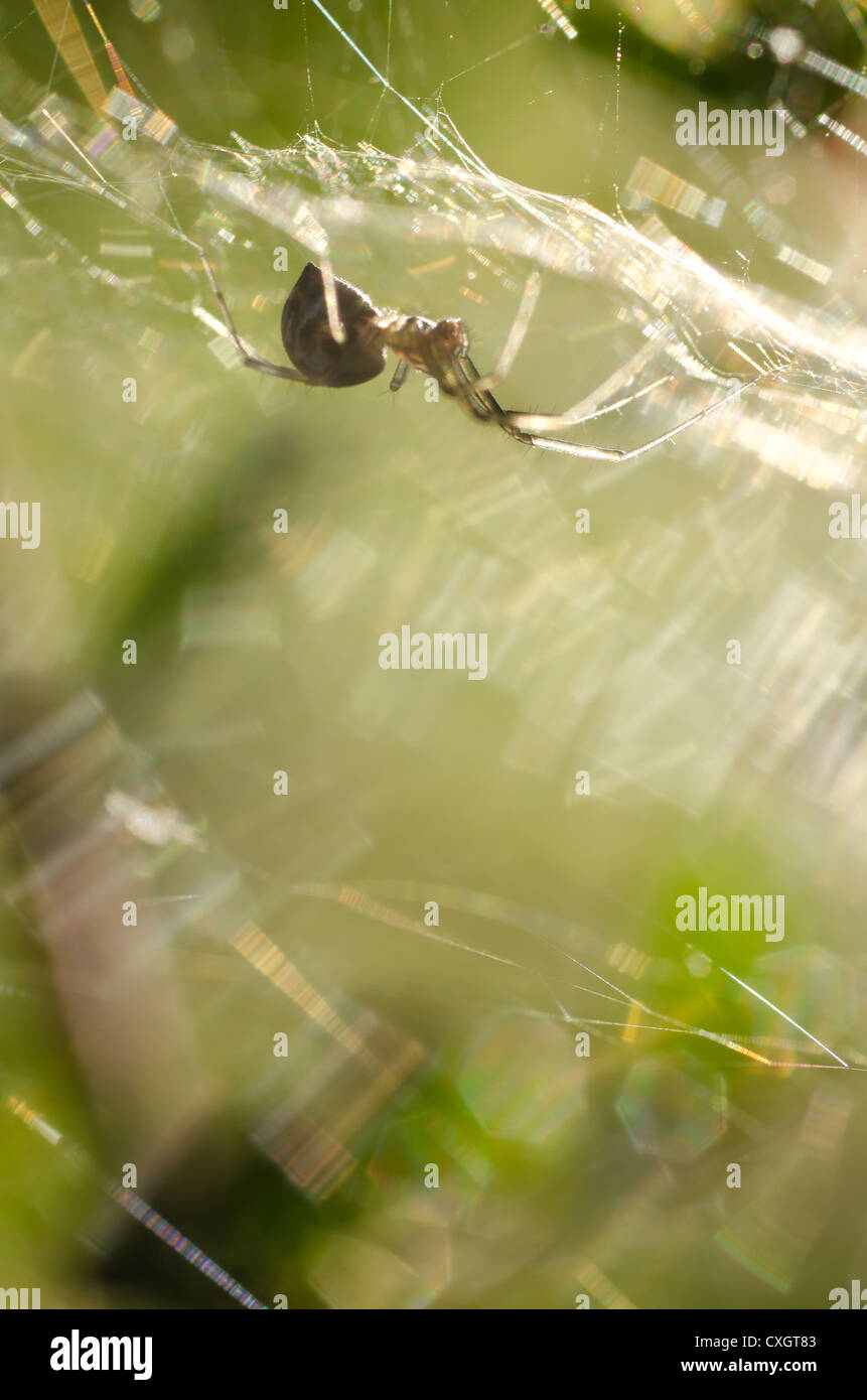 Common orb spider predator hanging upside down waiting for prey fly to ...
