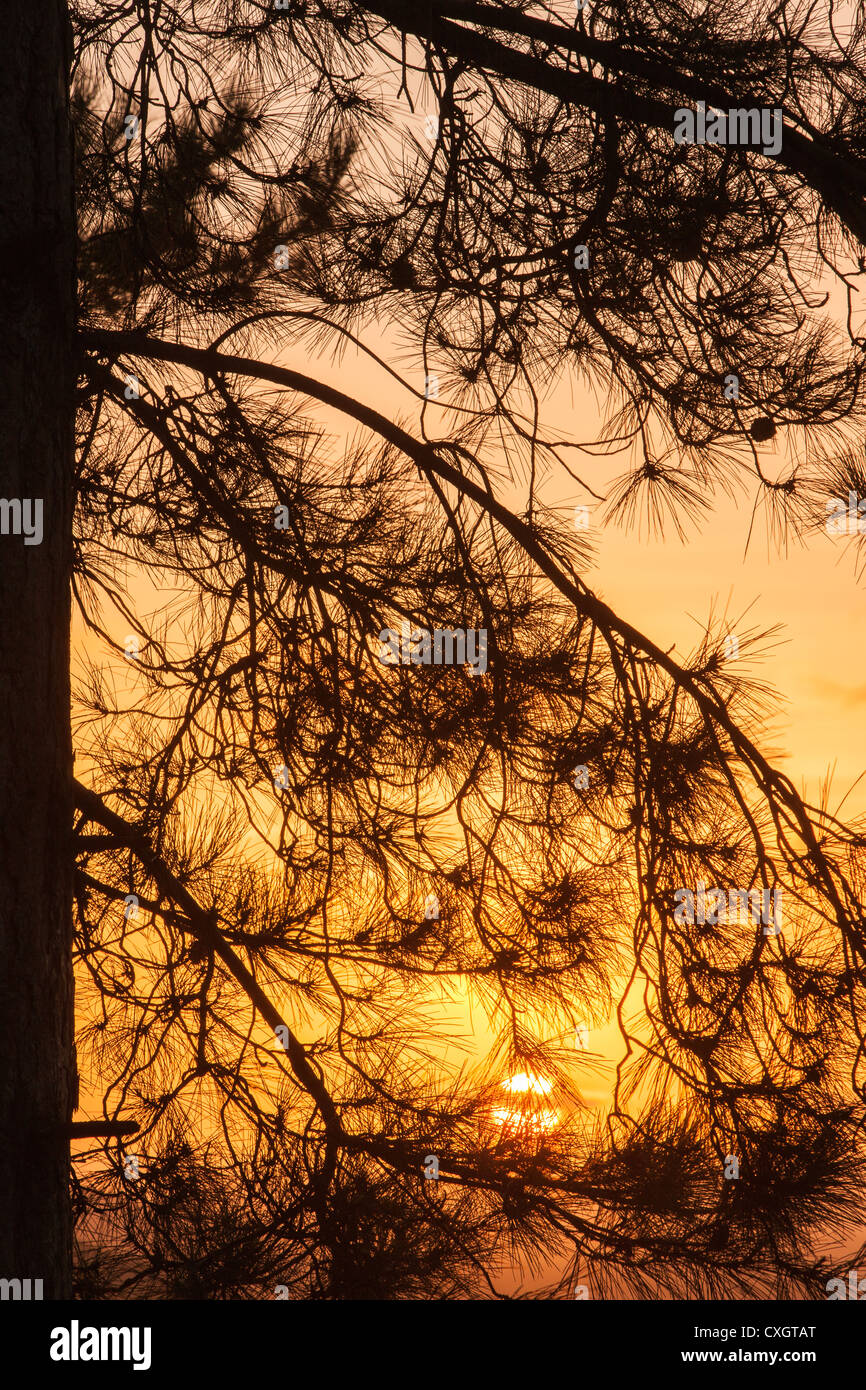 Sunset taken from Kings Wood on the Polden Hills looking over the ...