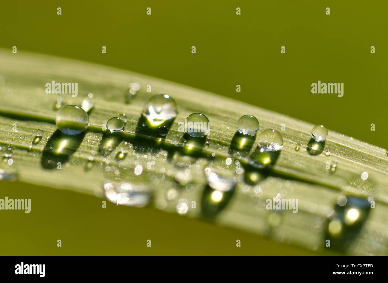 Raindrops water drop illuminated by sunshine on new plant growth ...
