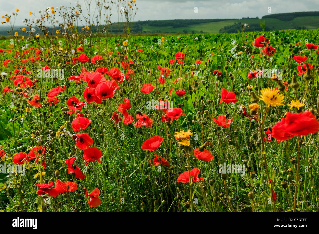 Flowers blowing in wind hi-res stock photography and images - Alamy