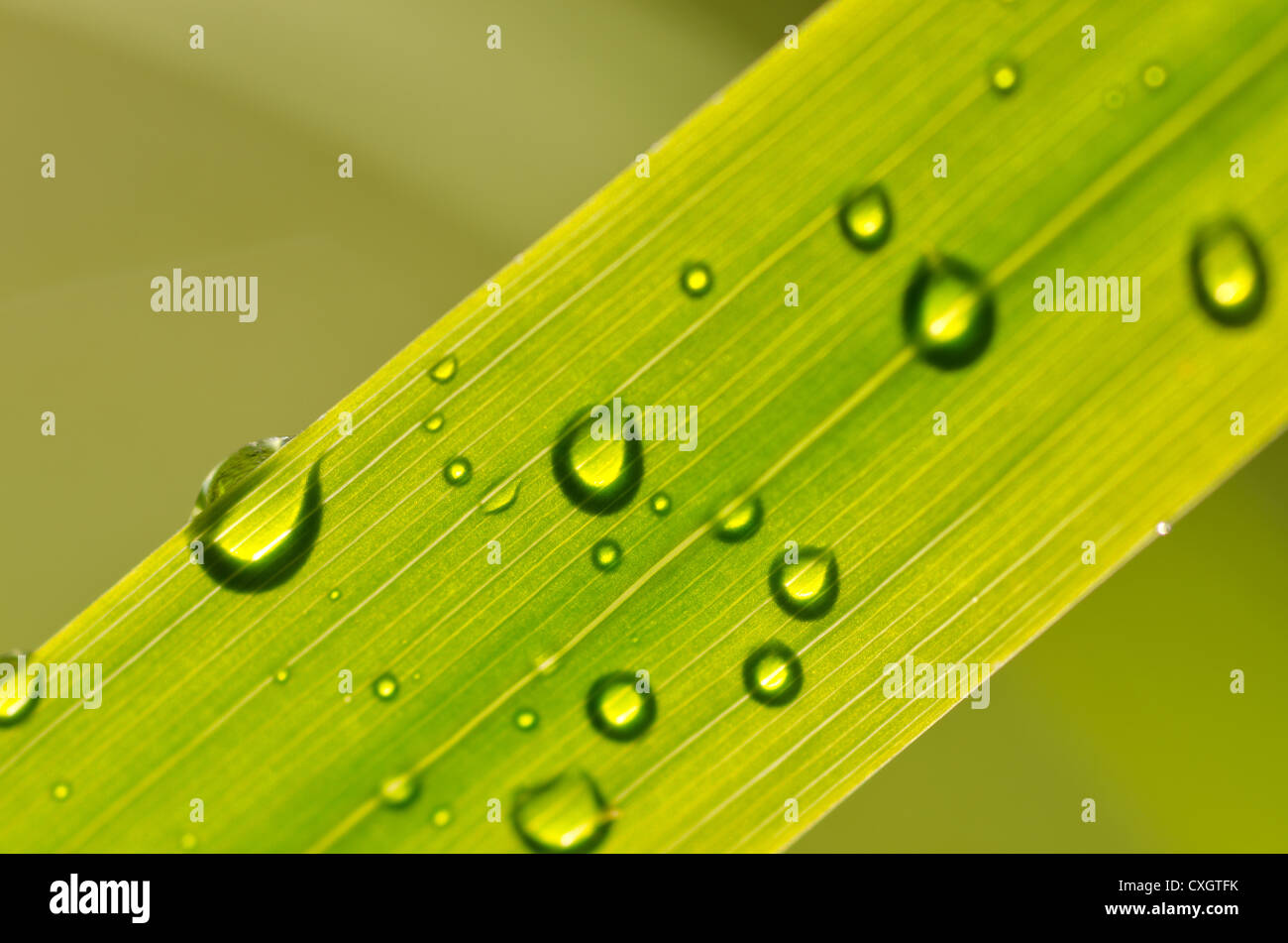 Raindrops water drop illuminated by sunshine on new plant growth ...