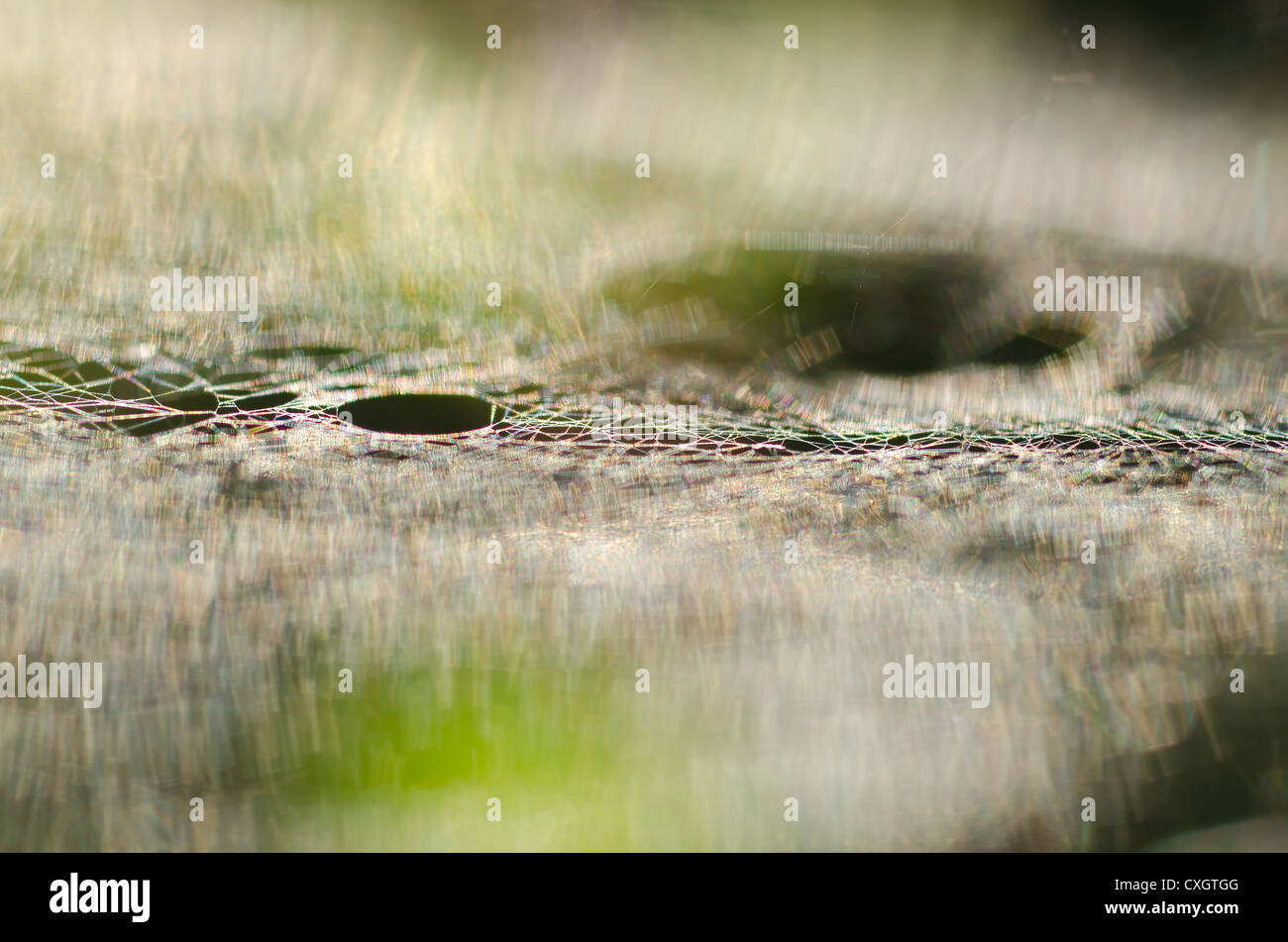 Close up details of a spider web thread threads in early morning ...
