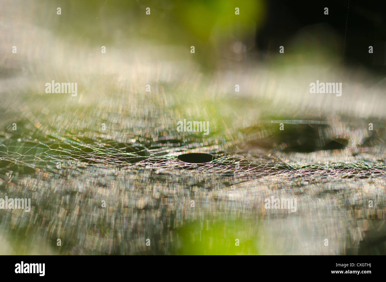 Close up details of a spider web thread threads in early morning ...