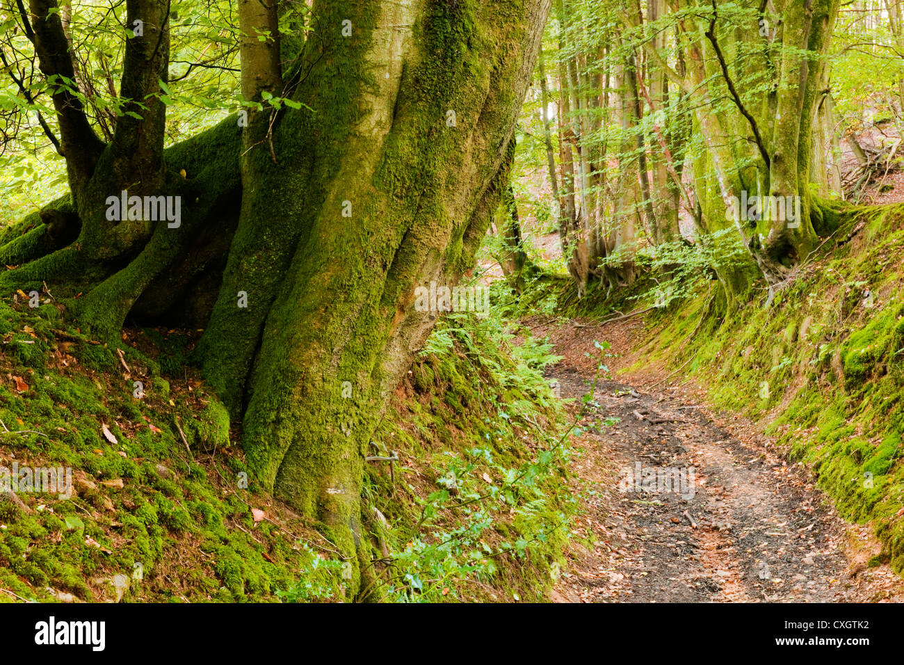 Beech woodland with ancient track in late summer West Sussex, England ...
