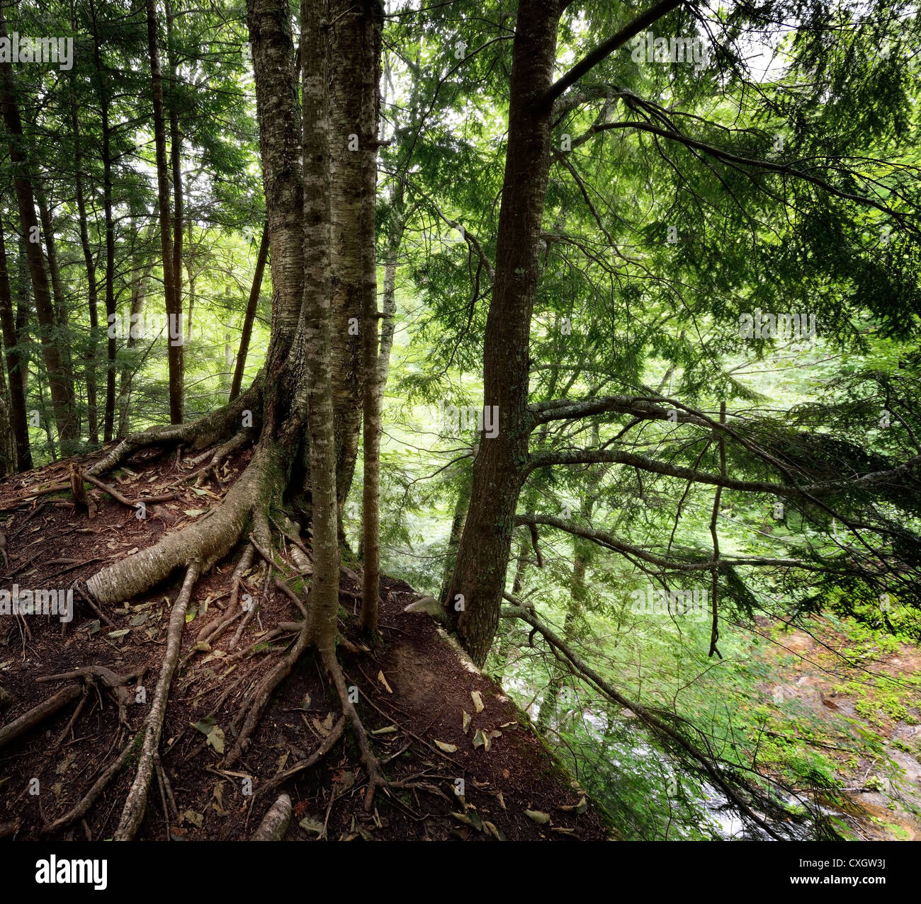 Tree on cliff edge hi-res stock photography and images - Alamy