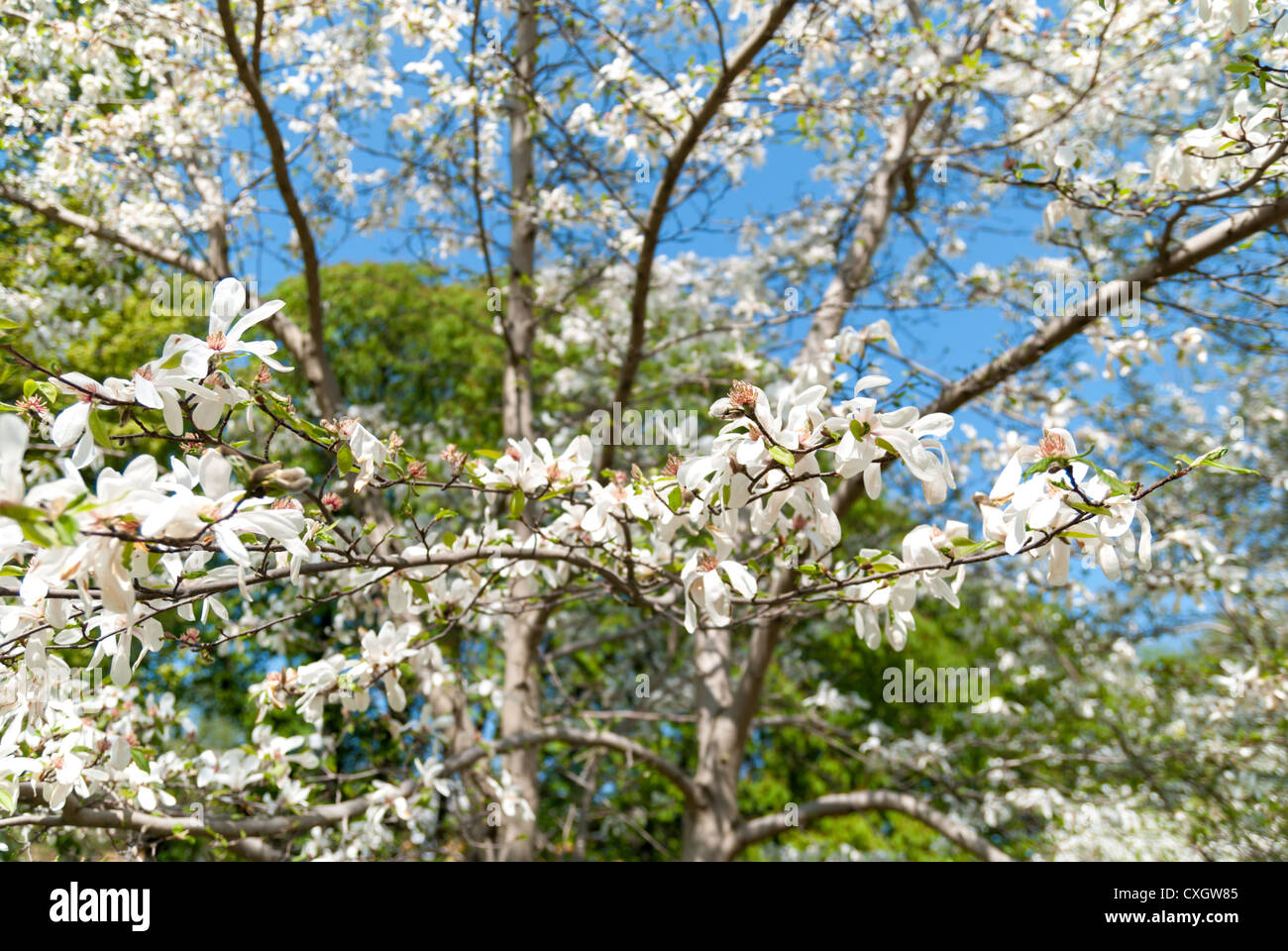 Colourful spring magnolia tree hi-res stock photography and images - Alamy