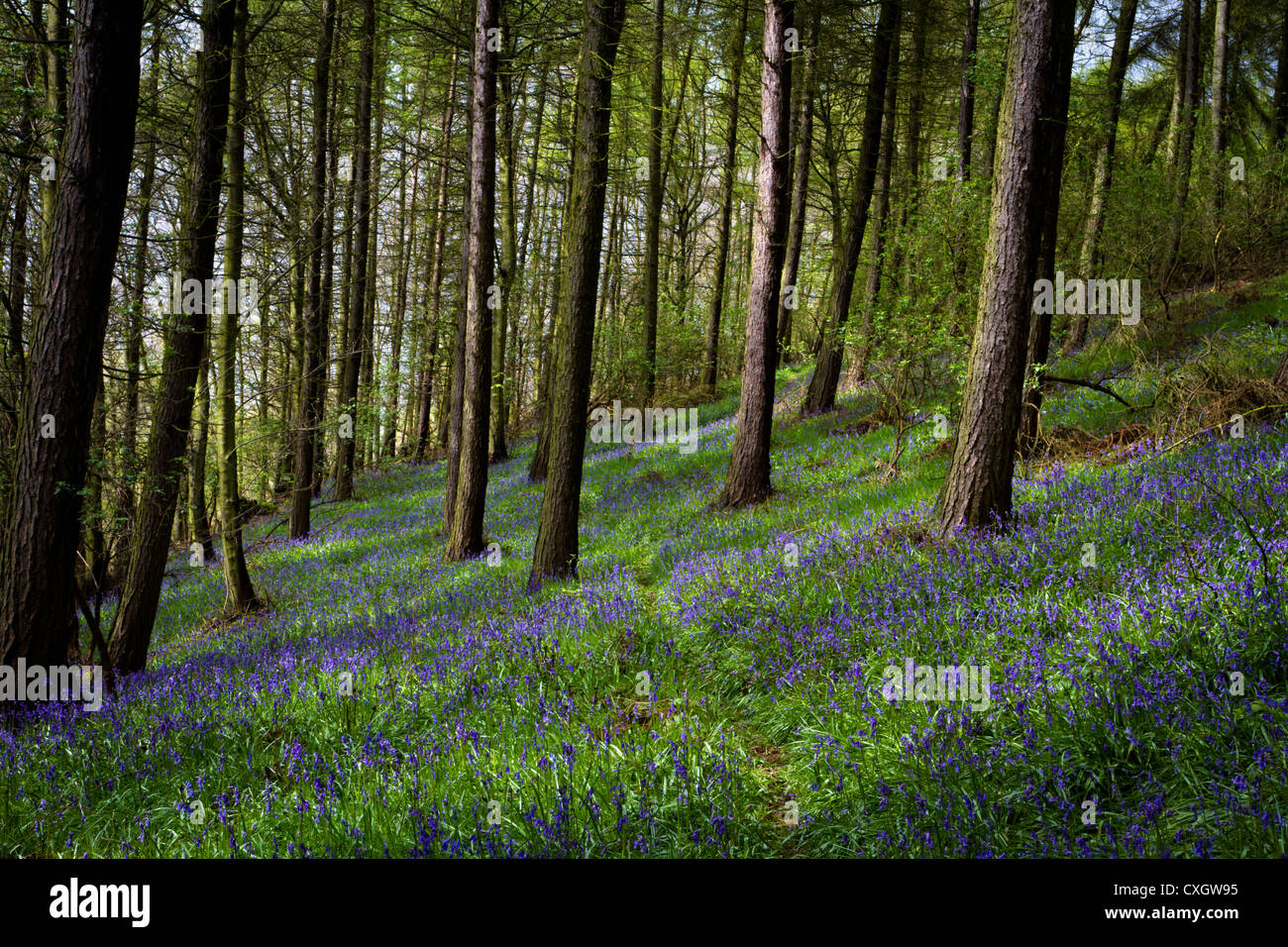 Bluebell woods in the spring Stock Photo - Alamy