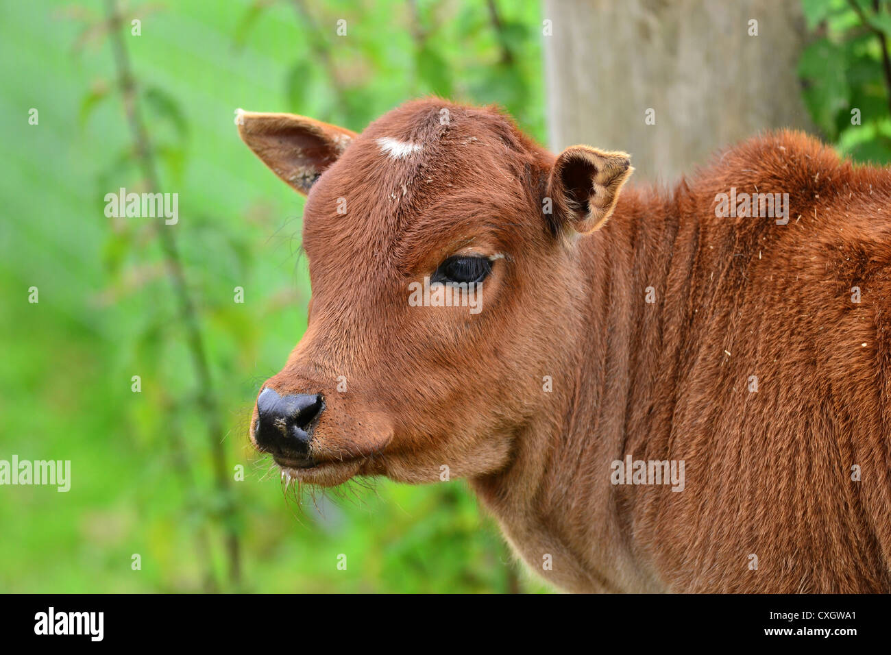 Zebu calf hi-res stock photography and images - Alamy