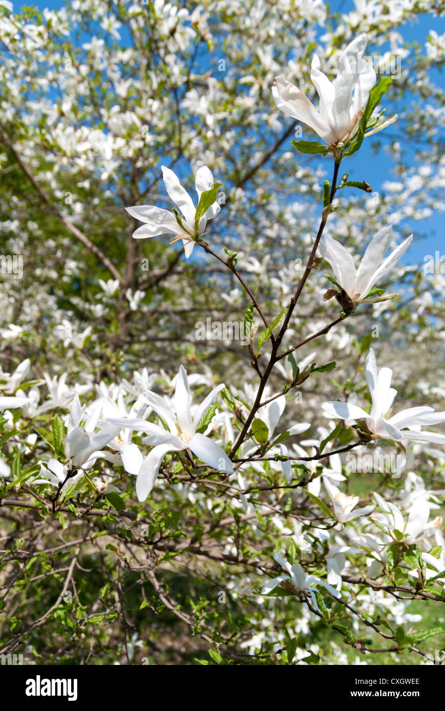 Spring blooming magnolia tree Stock Photo - Alamy
