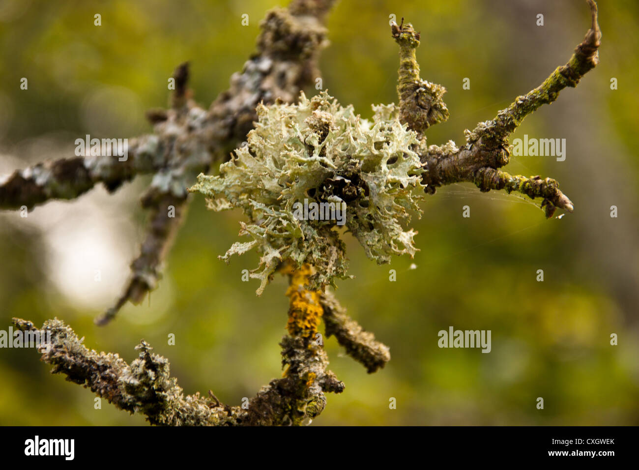 Lichen growing on tree in damp garden Stock Photo - Alamy