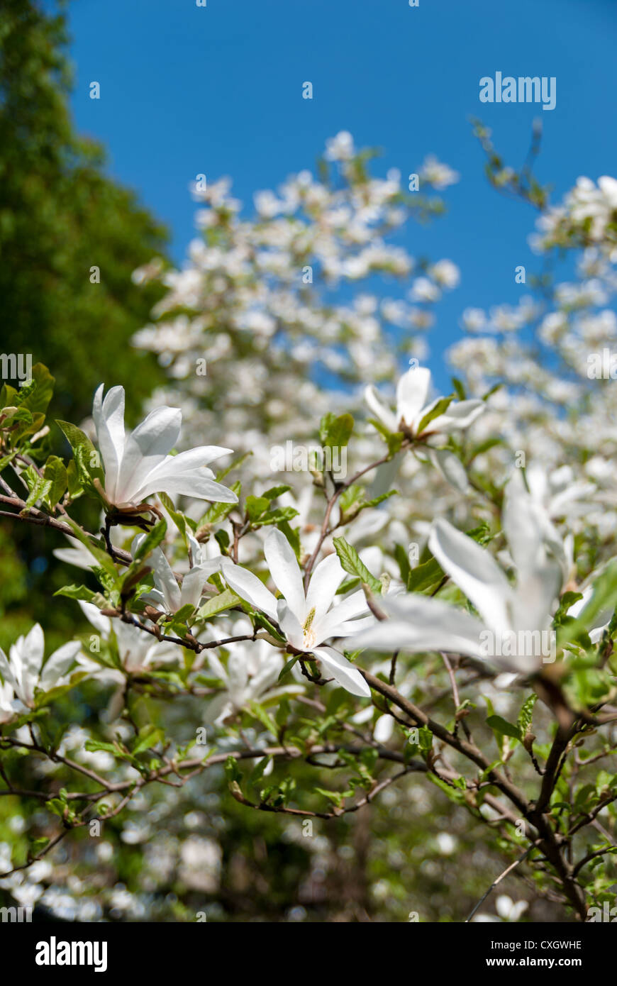 Magnolia tree detail hi-res stock photography and images - Alamy