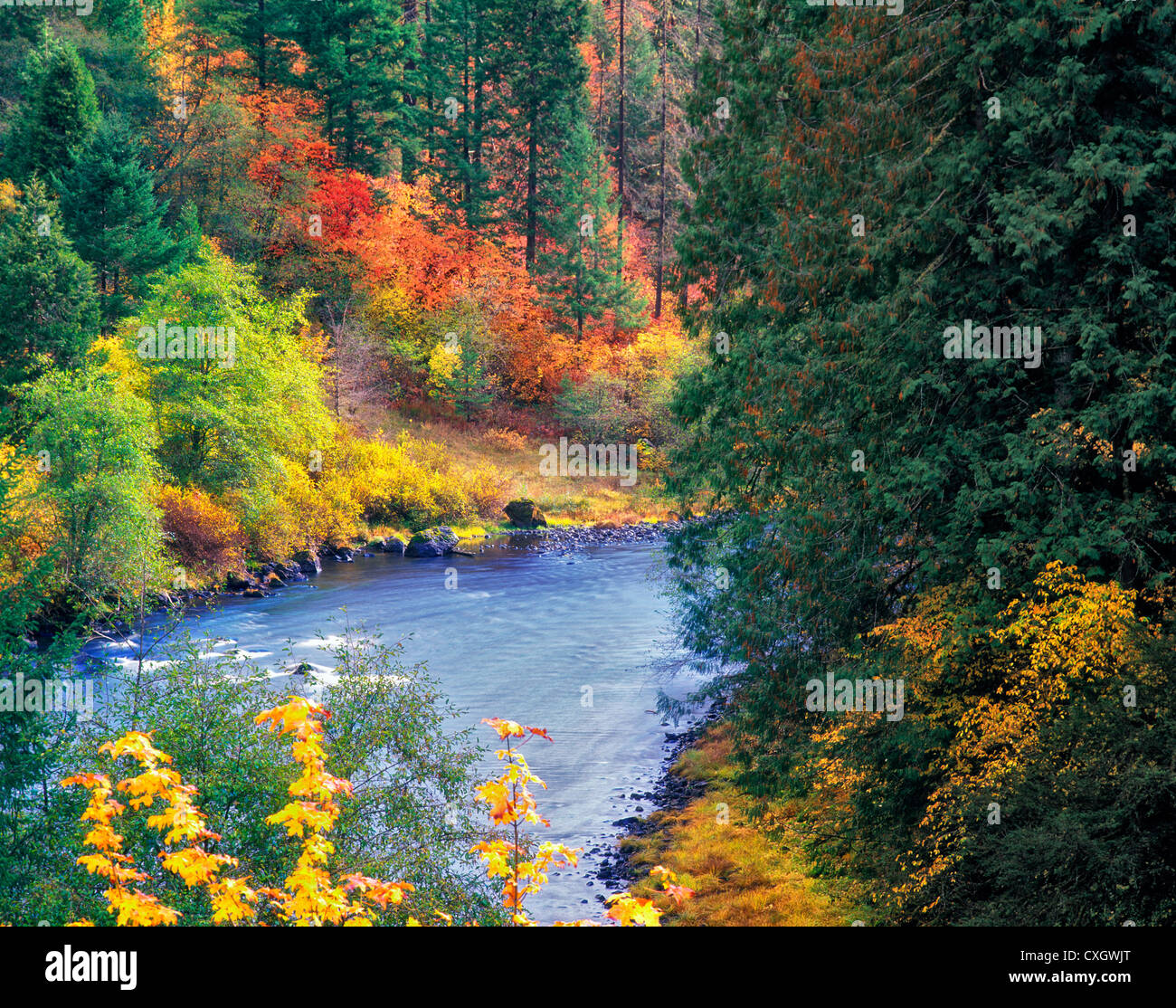 Fall colored trees along the North Umpqua River, Oregon Stock Photo - Alamy