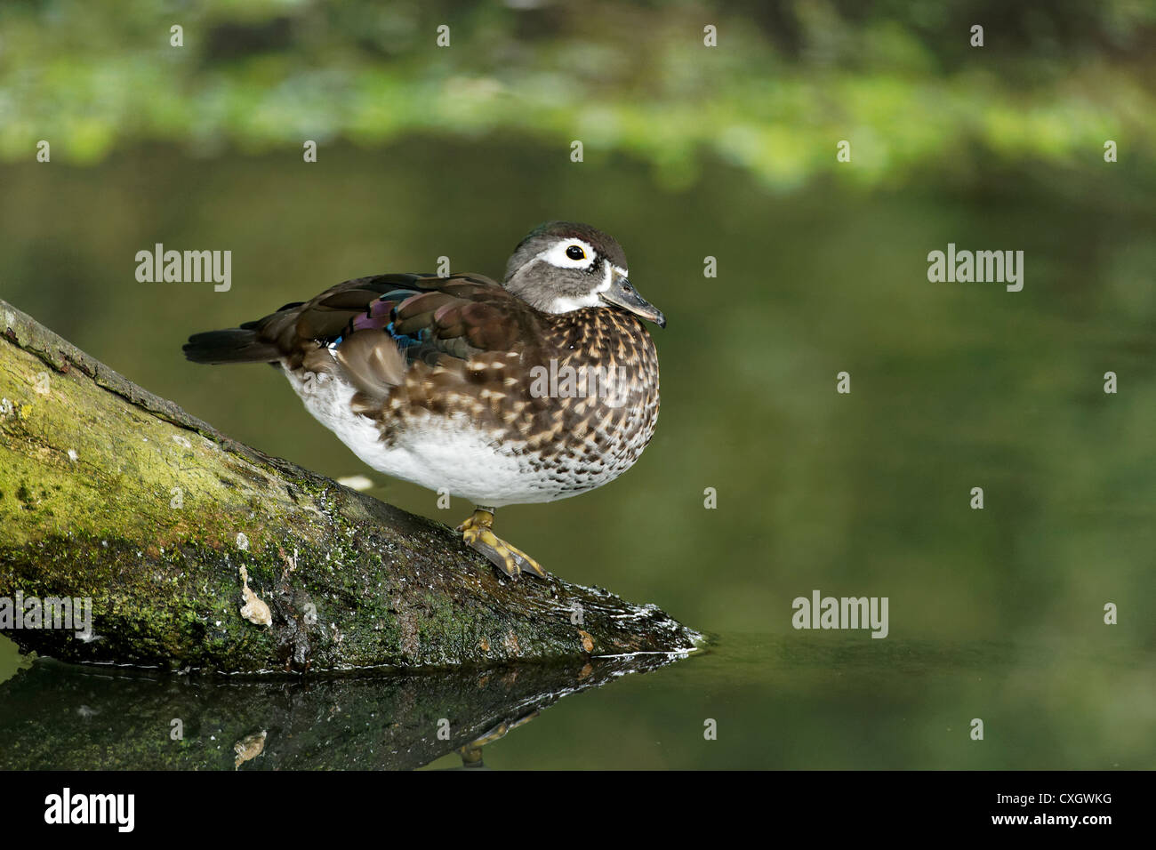 Wood duck or Carolina duck, Aix sponsa, single female on branch by ...