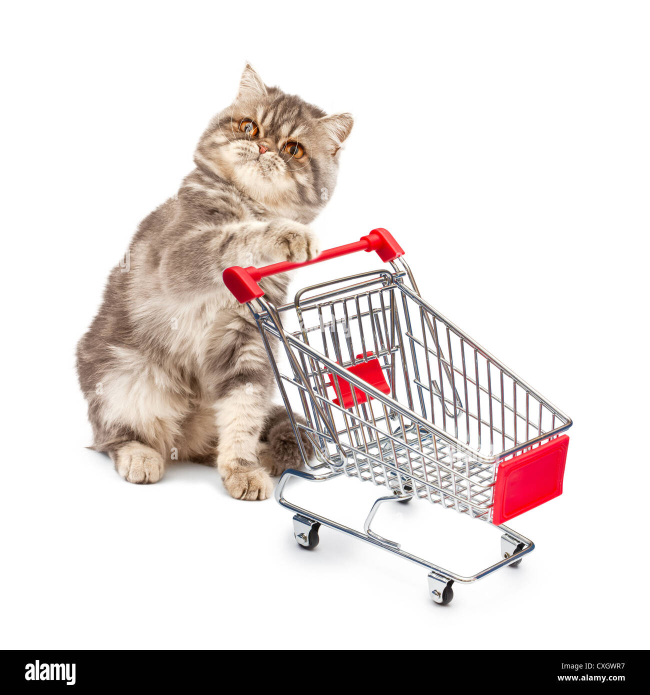 Cat with a cart on white background Stock Photo - Alamy