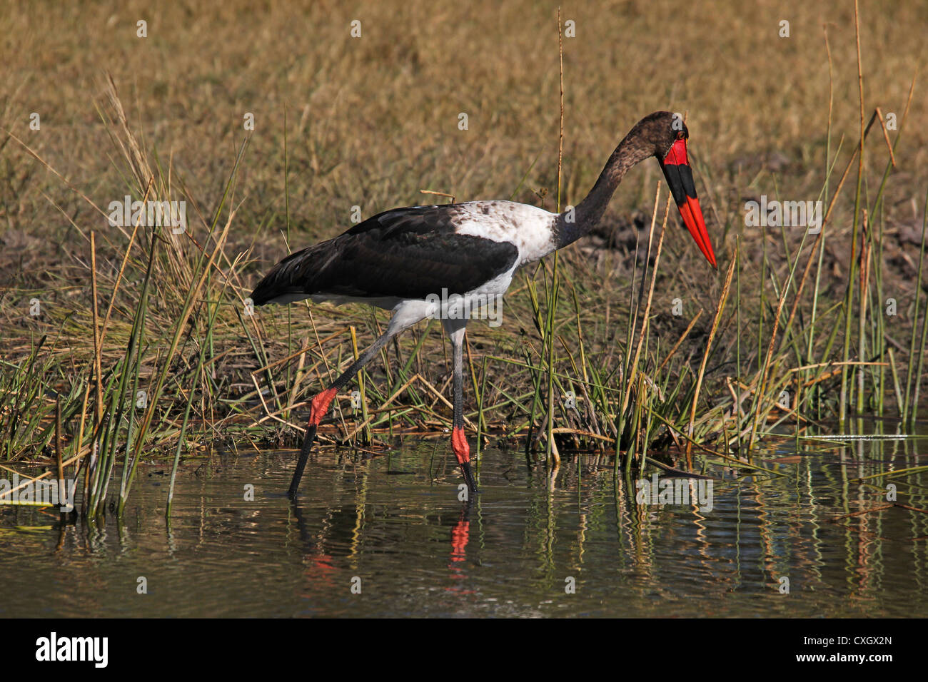 Sattelstorch hi-res stock photography and images - Alamy