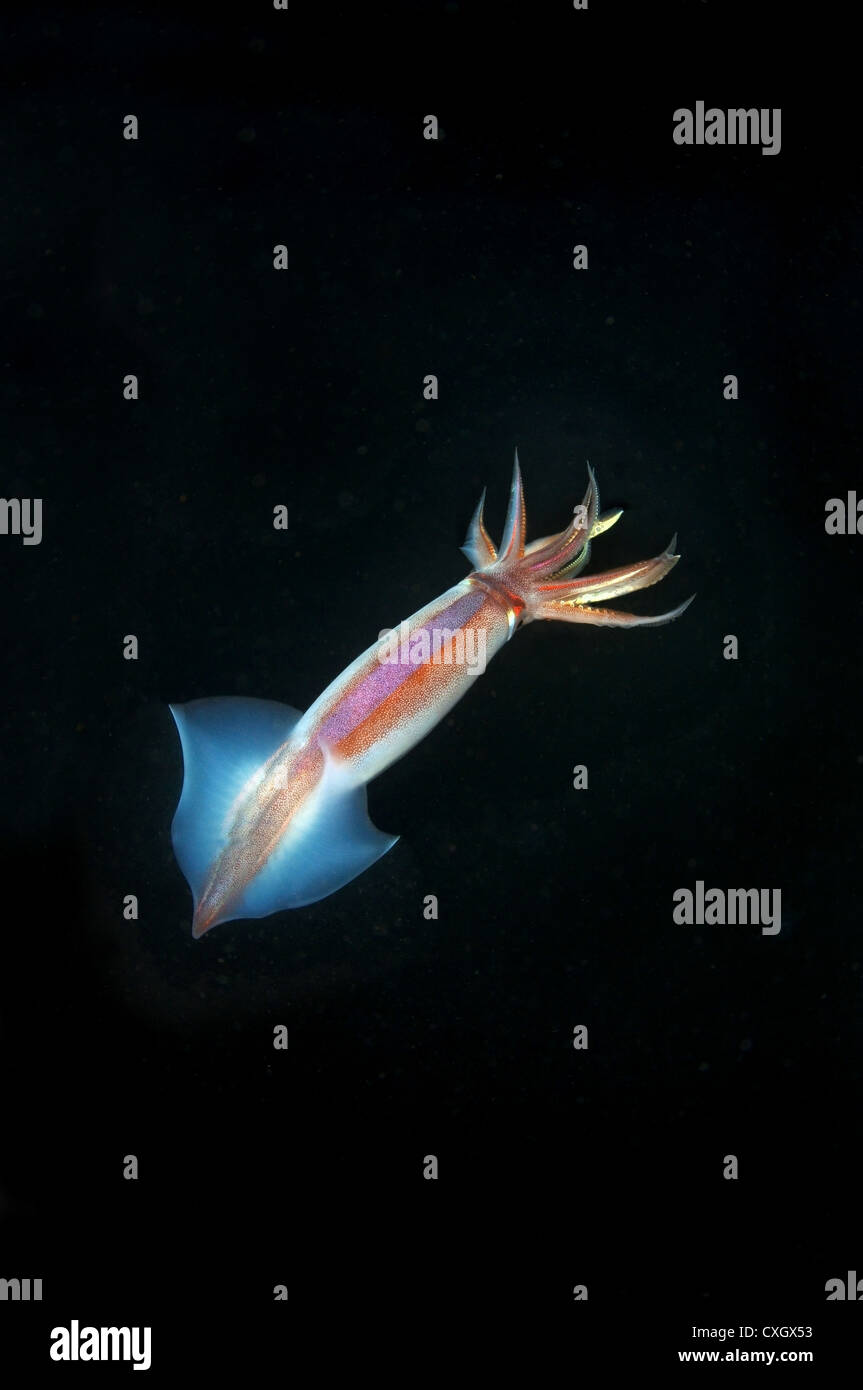 Japanese Flying Squid