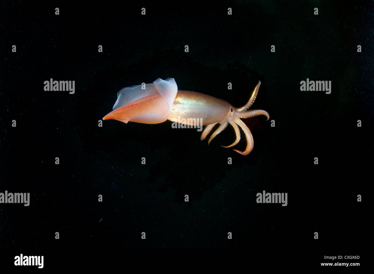 The japanese flying squid hi-res stock photography and images - Alamy