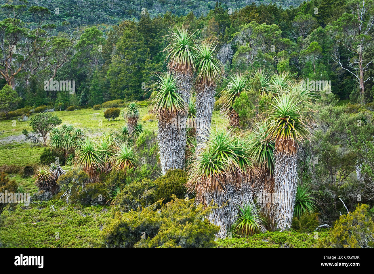 Pandani hi-res stock photography and images - Alamy
