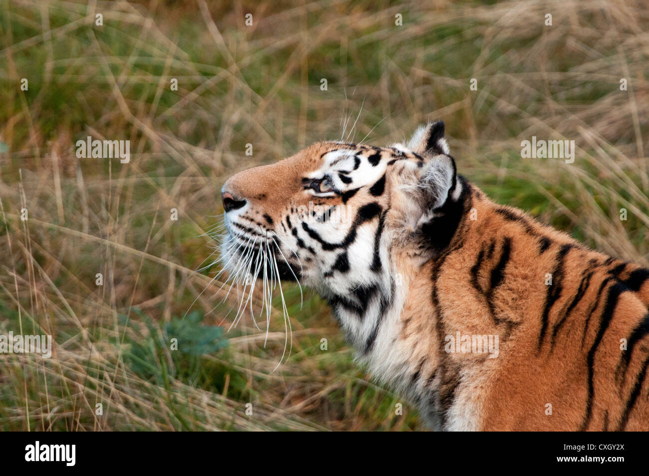 Female Amur tiger looking up Stock Photo - Alamy