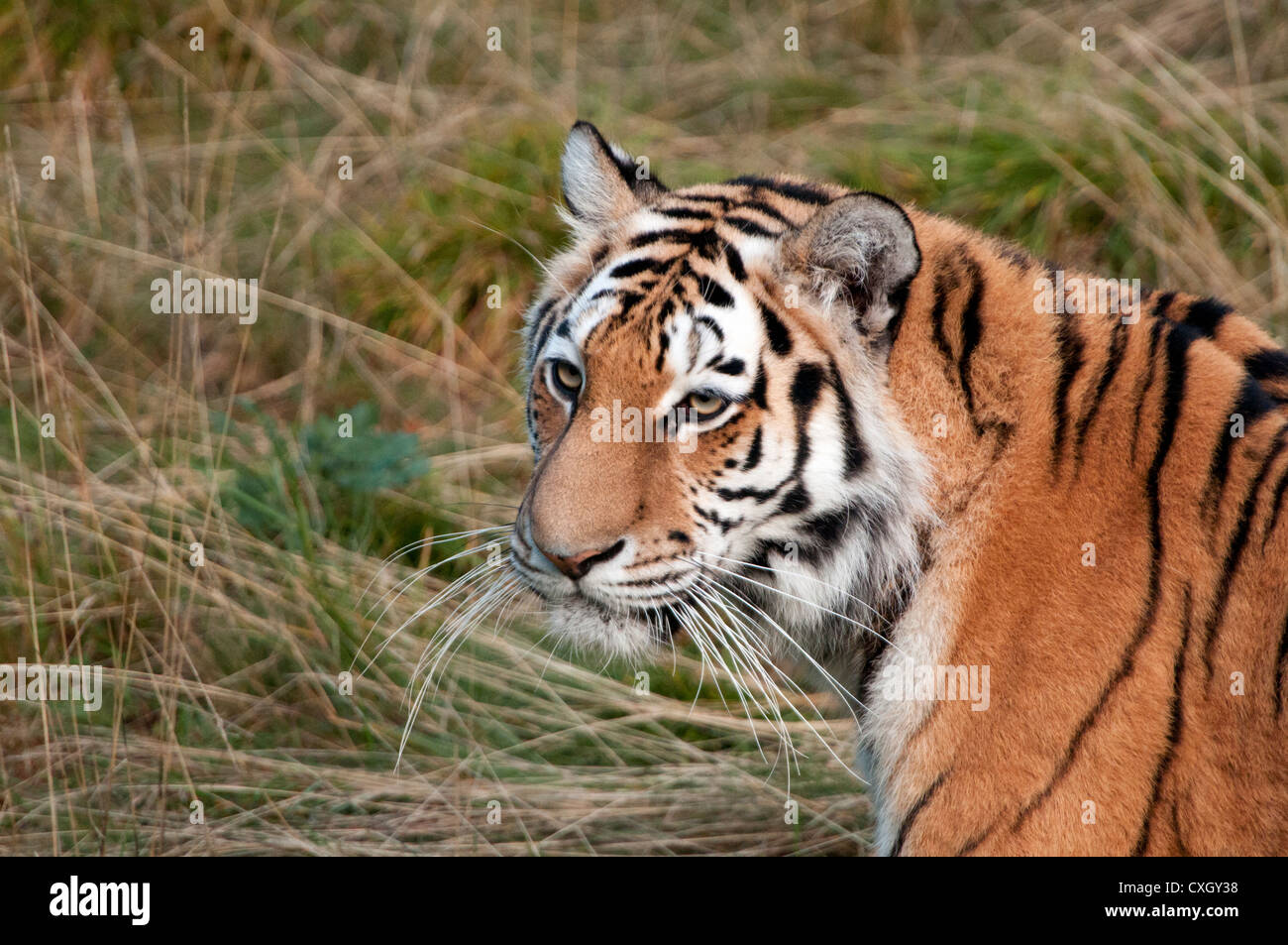 Female Amur tiger Stock Photo - Alamy