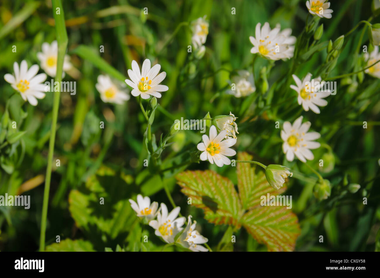 A close up shot of Oxeye daisies (Leucanthemum vulgare Stock Photo - Alamy