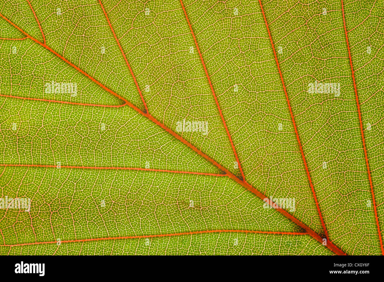 Red beech tree hi-res stock photography and images - Alamy