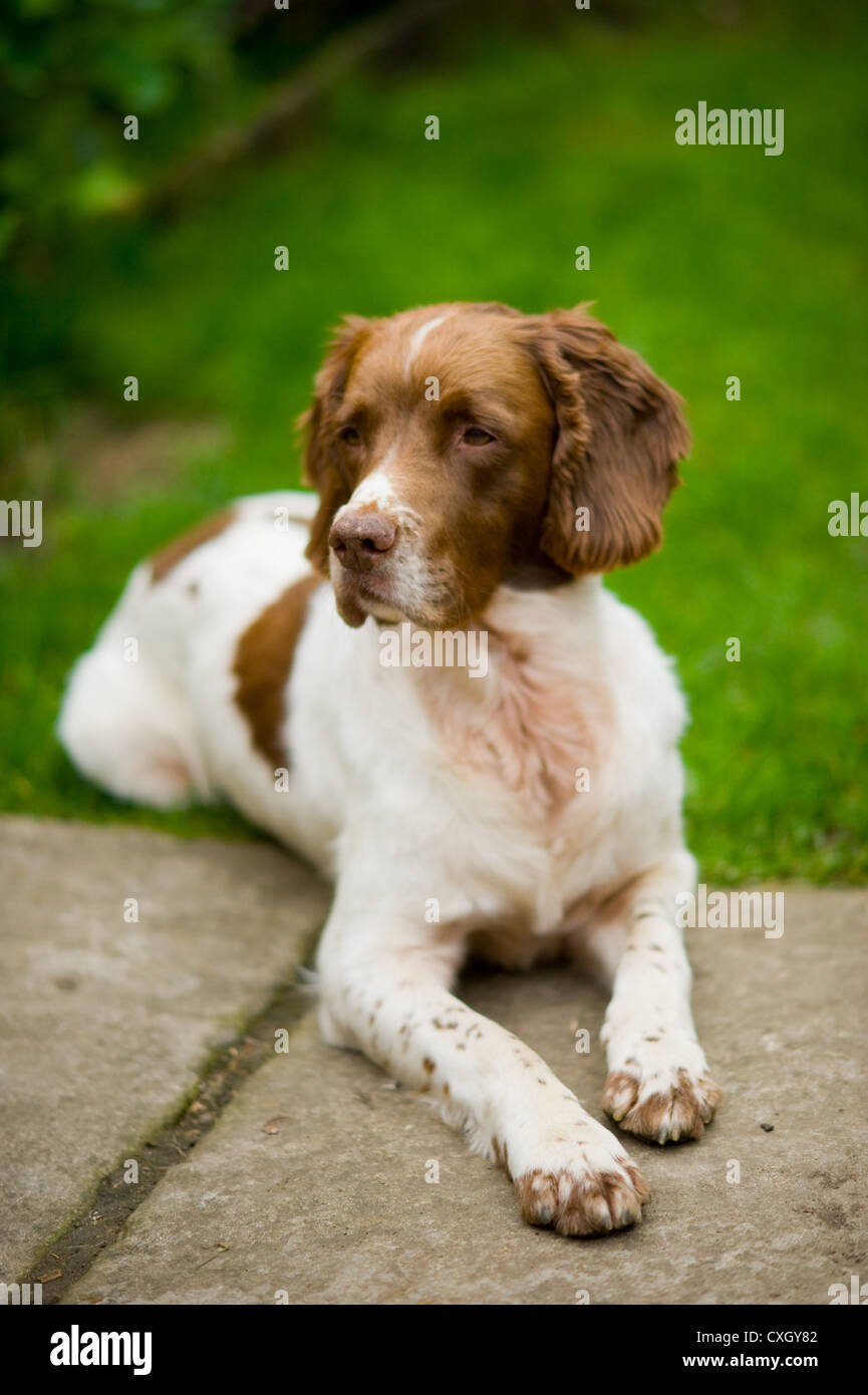 A tan (brown) and white English Springer Spaniel dog Stock Photo - Alamy
