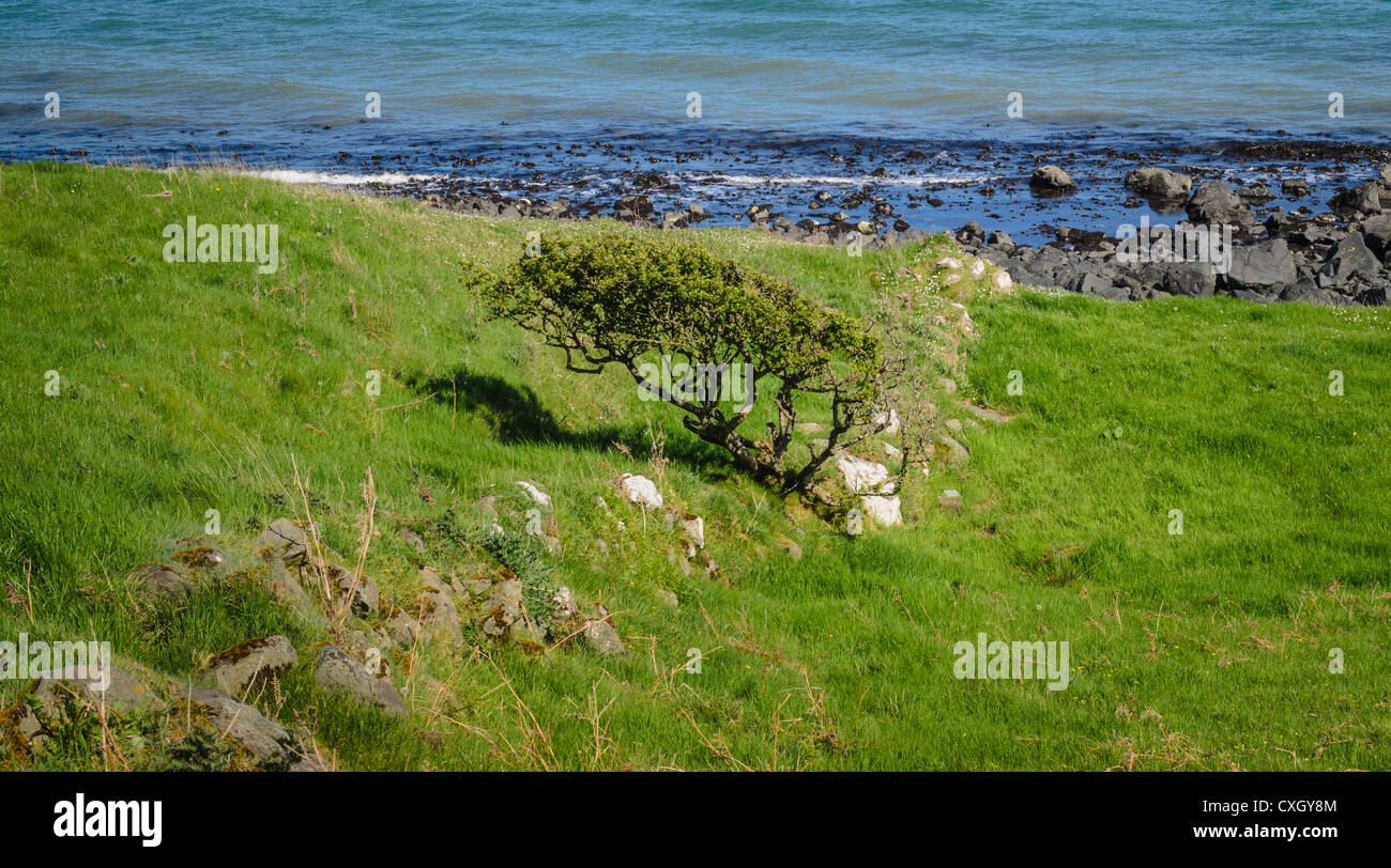 Irish Hawthorn Fairy Tree situated along the North Antrim Coast Stock ...
