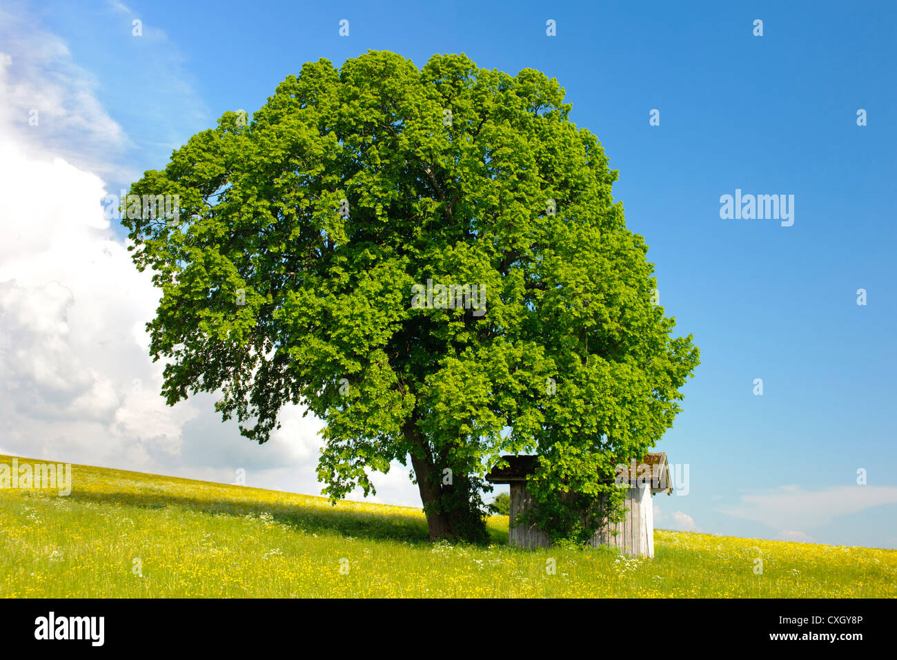 Summer linden tree hi-res stock photography and images - Alamy