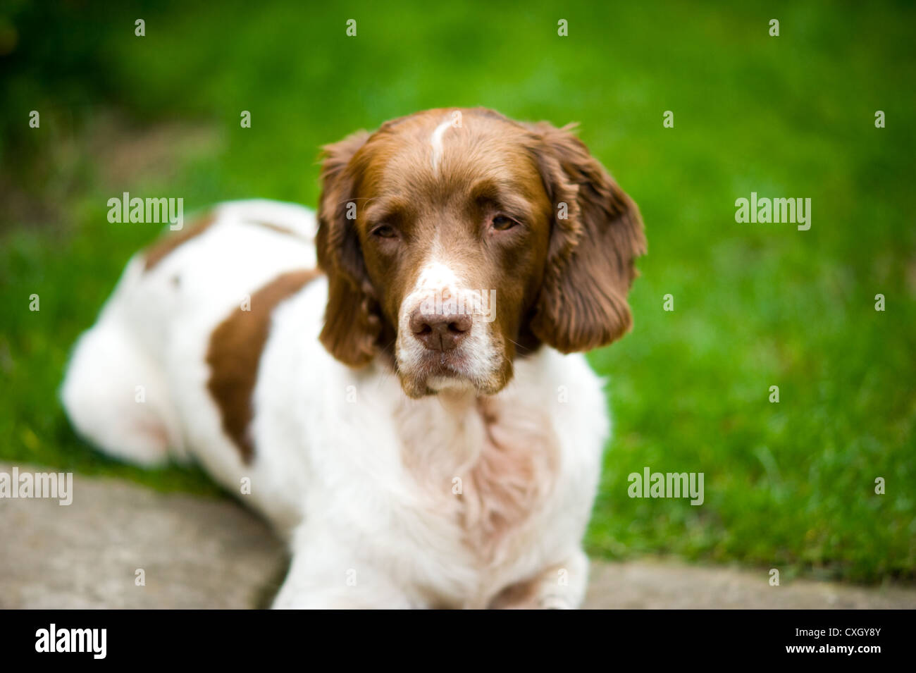 A tan (brown) and white English Springer Spaniel dog Stock Photo - Alamy