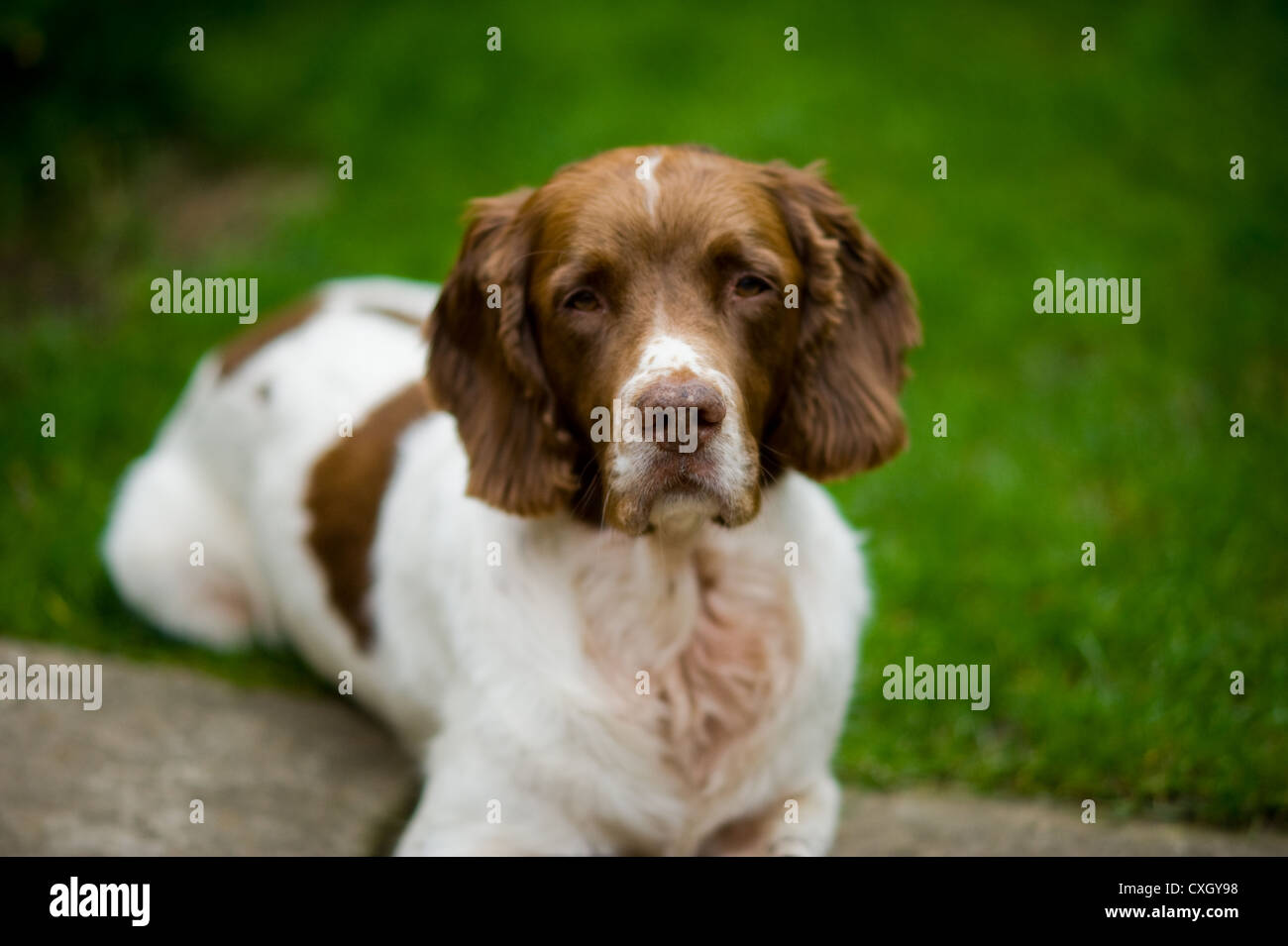 A tan (brown) and white English Springer Spaniel dog Stock Photo - Alamy