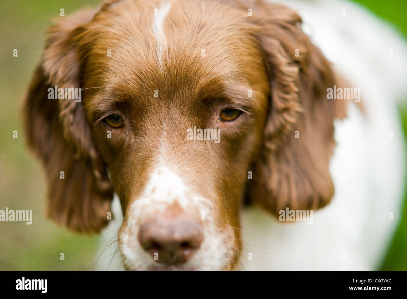 A tan (brown) and white English Springer Spaniel dog Stock Photo - Alamy