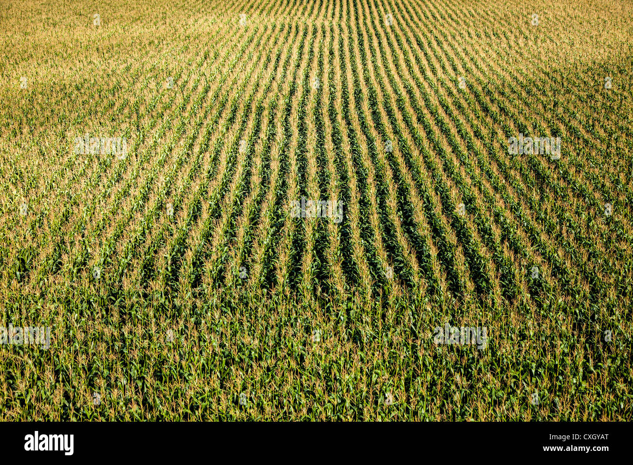 Feldmais hi-res stock photography and images - Alamy