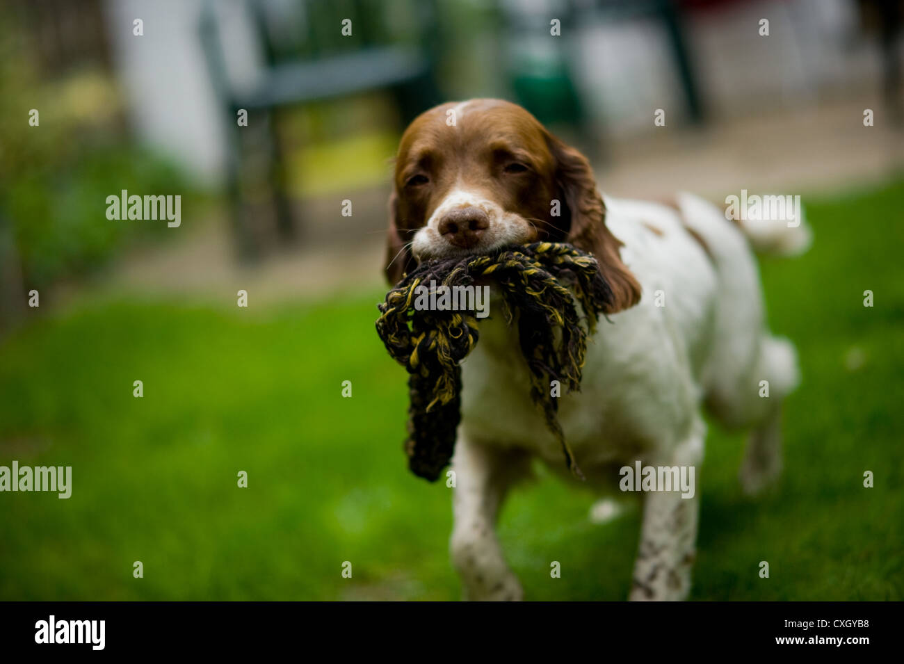 A tan (brown) and white English Springer Spaniel dog Stock Photo - Alamy